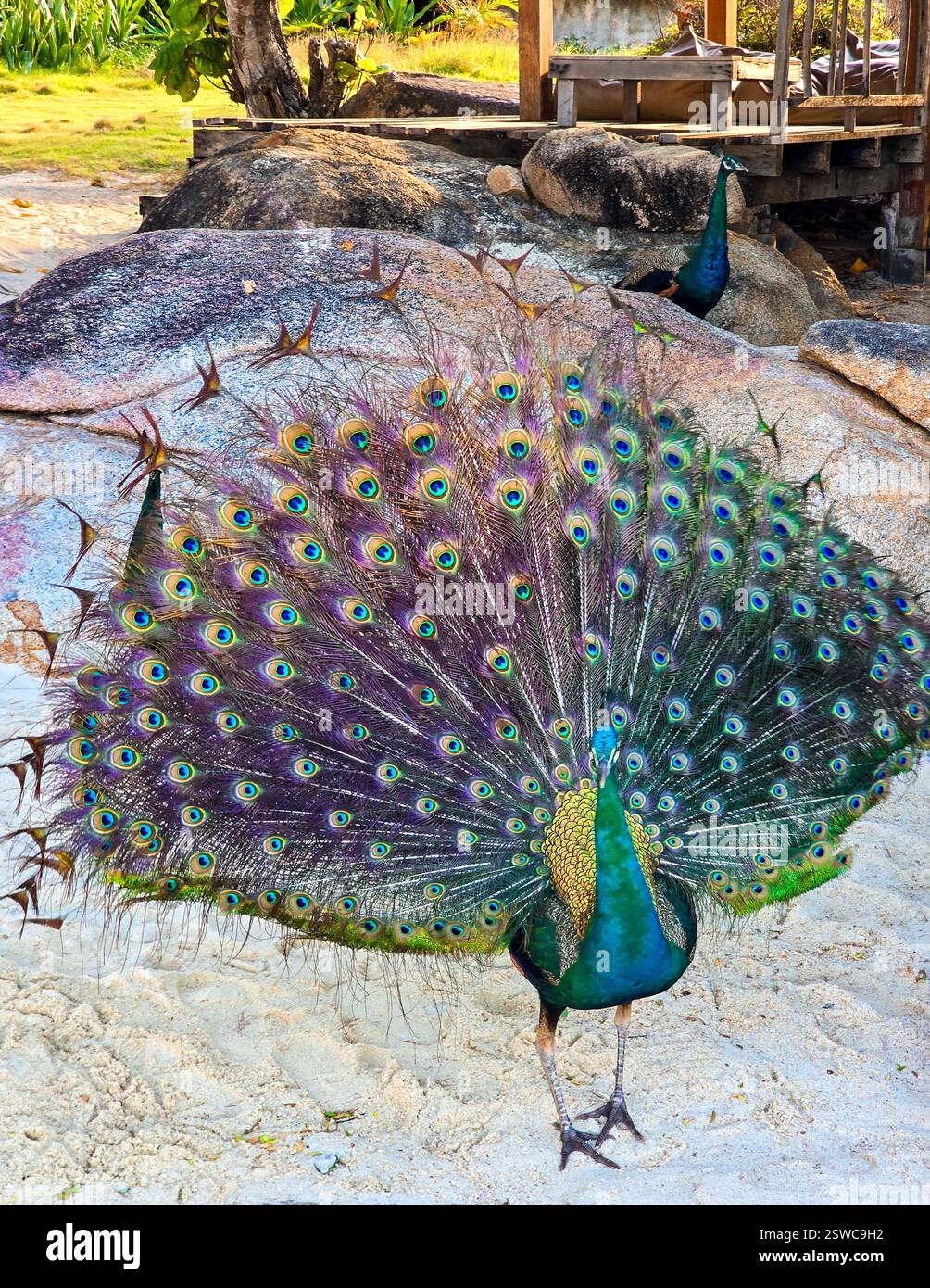 Vibrant peacock displaying its radiant feathers on Koh Munnork Island ...