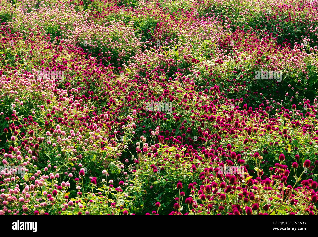 Amish farm & fields; cockscomb (l.) & clover straw flowers; Lancaster ...