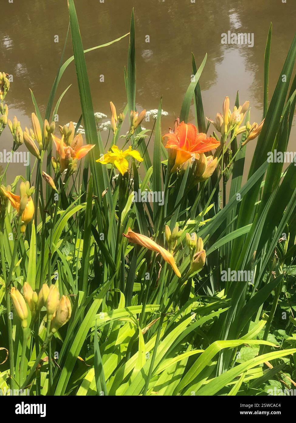 orange day-lily (Hemerocallis fulva), Plantae, Hopton Court ...
