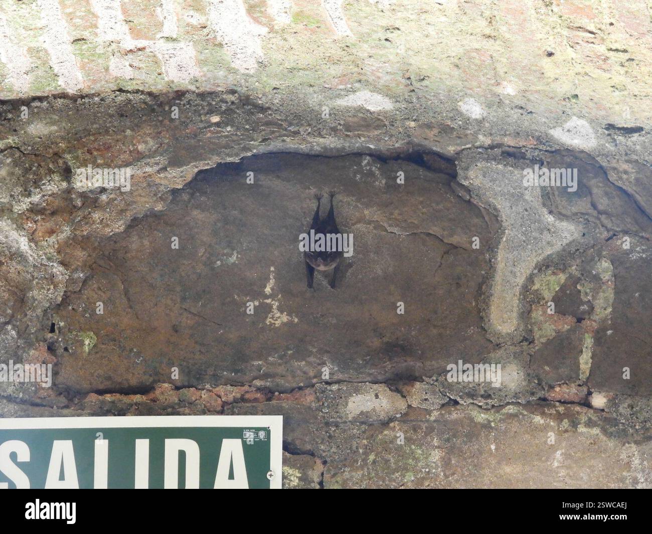 Greater Sac-winged Bat (Saccopteryx bilineata), Mammalia, Panama Stock ...