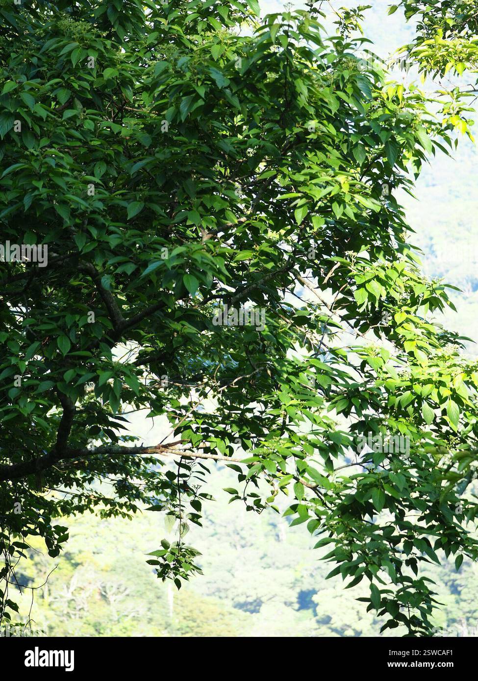 Large-Leaf Dogwood (Cornus macrophylla), Plantae, 台灣桃園市 Stock Photo - Alamy