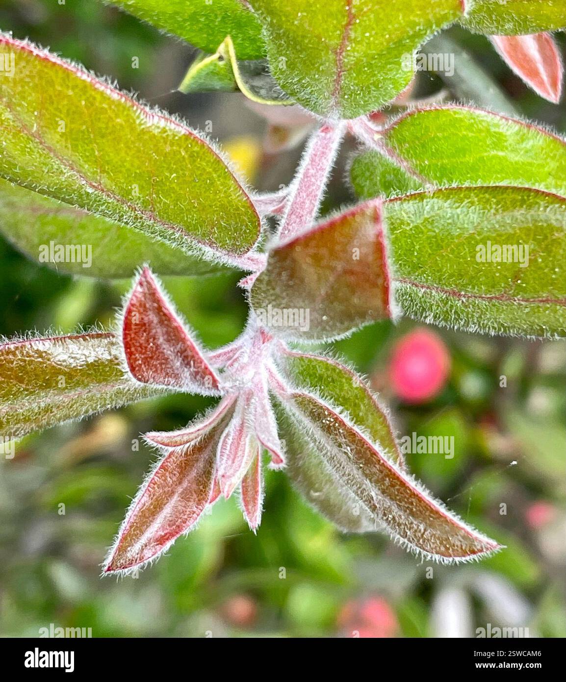 woollyleaf manzanita (Arctostaphylos tomentosa), Plantae, Fort Ord ...