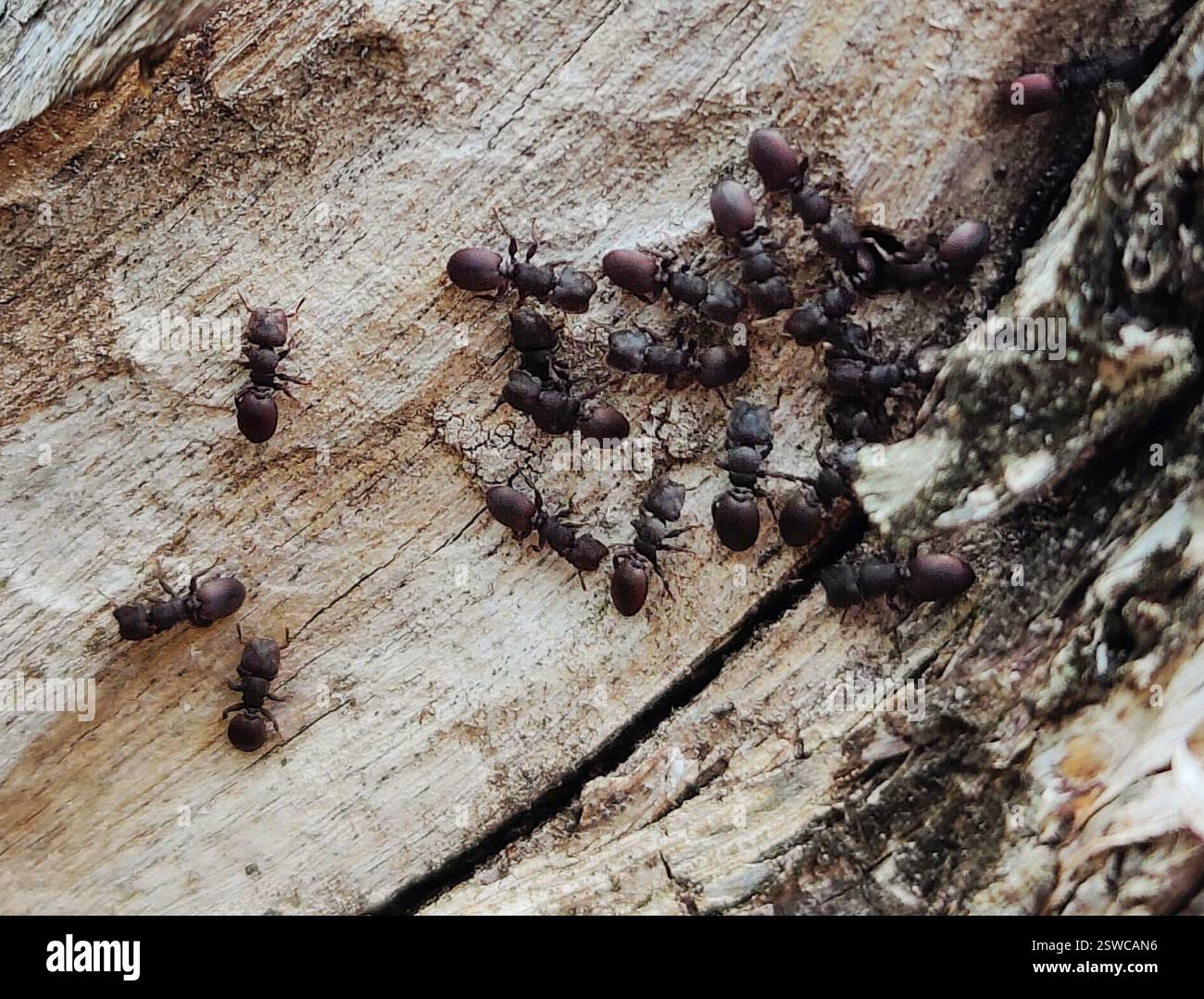 Northern Caribbean Turtle Ant (Cephalotes varians), Insecta, Flagler ...