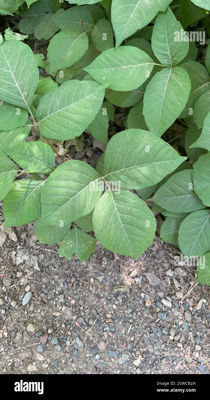 western poison ivy (Toxicodendron rydbergii), Plantae, Minnesota, US ...