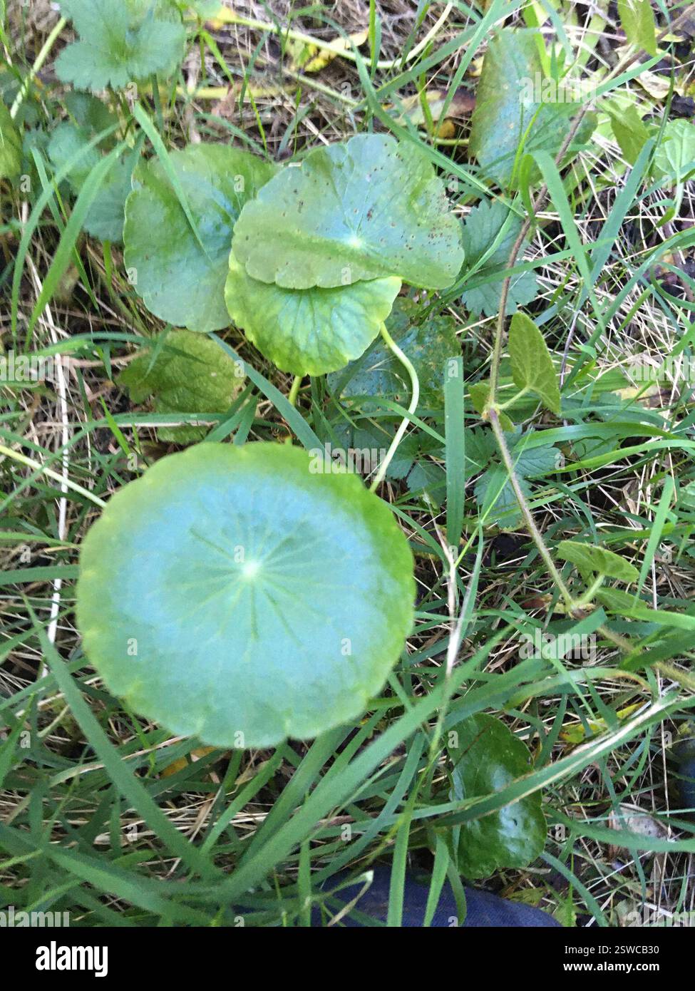 largeleaf pennywort (Hydrocotyle bonariensis), Plantae, Leigh Reserve ...