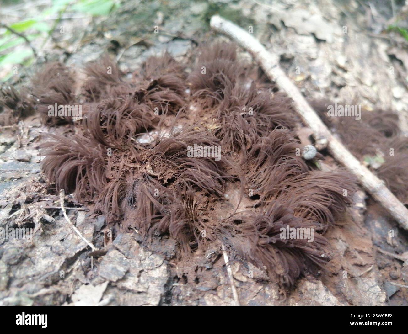 Dark-brown Wood-hair (Stemonitis fusca), Protozoa, Szeged, 6725 ...