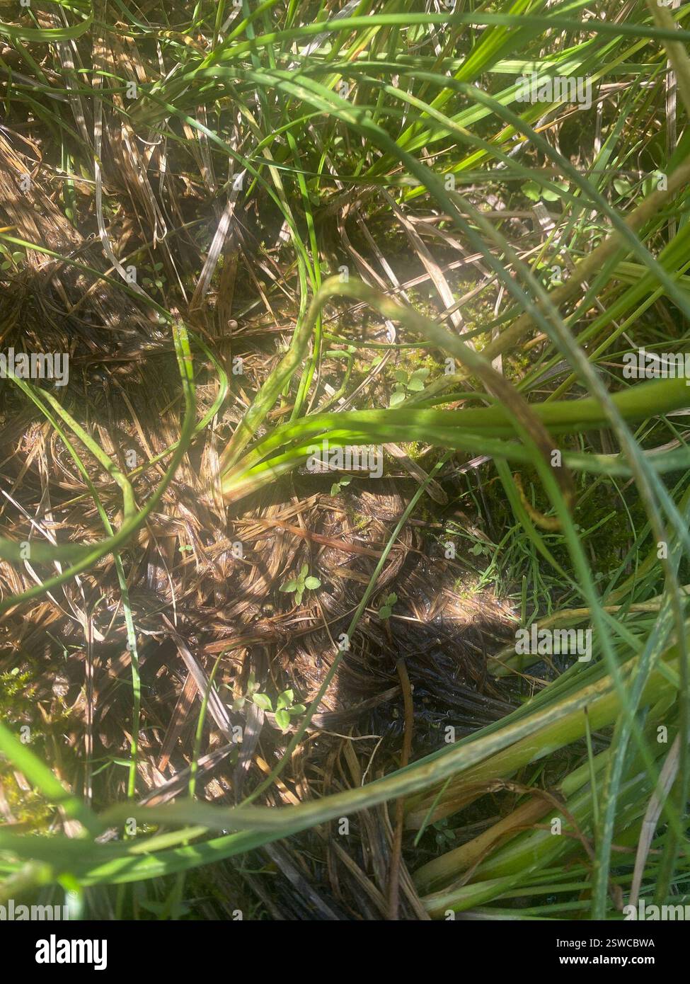 common arrowgrass (Triglochin maritima), Plantae, 255th Ave NE, Hawick ...