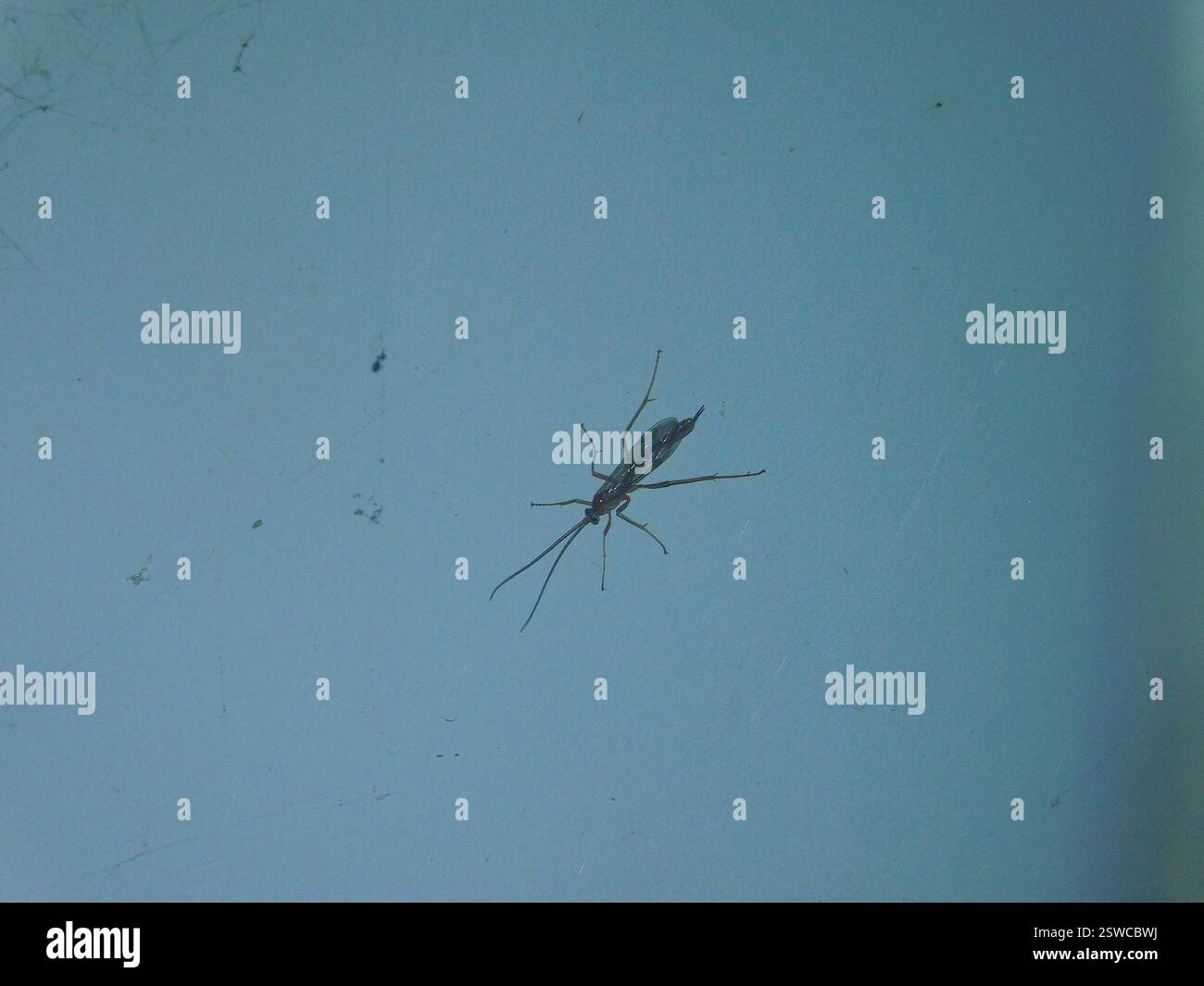 (Netelia), Insecta, Hobart TAS, Australia, My distinct impression was ...