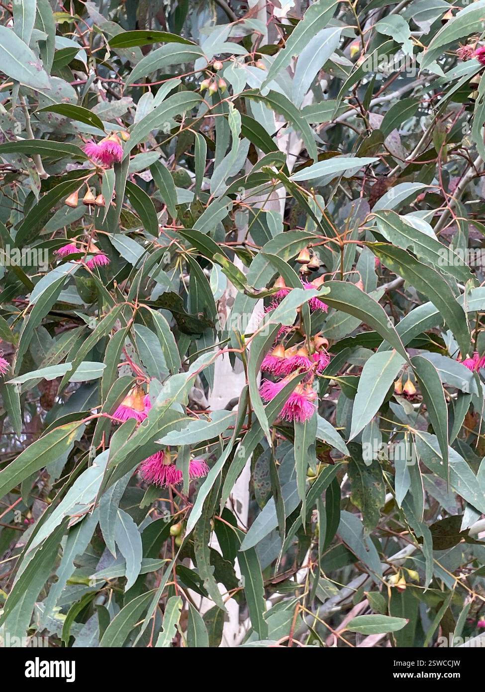 Yellow gum (Eucalyptus leucoxylon), Plantae, Melbourne VIC, Australia ...