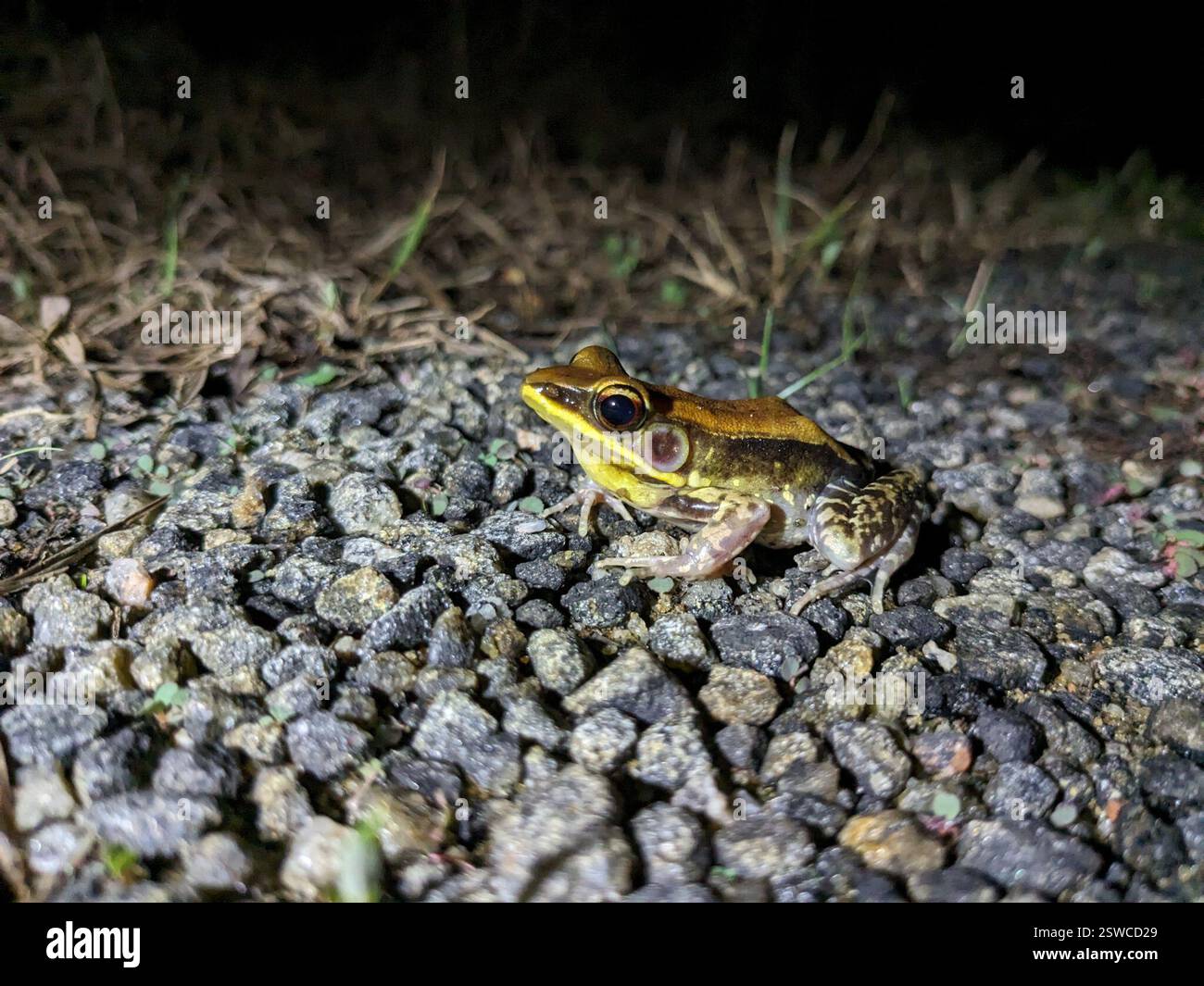 Malabar Fungoid Frog (Hydrophylax malabaricus), Amphibia, 6884+QVM ...