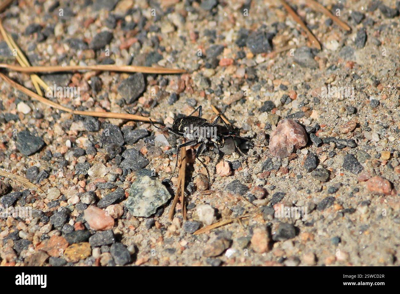 Wood Tiger Beetle (Cicindela sylvatica), Insecta, Oulu, Finland Stock ...