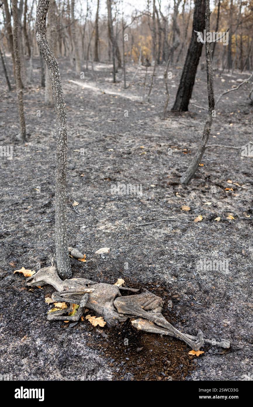 Burnt dead deer animal in the Dadia forest Evros Greece after the ...