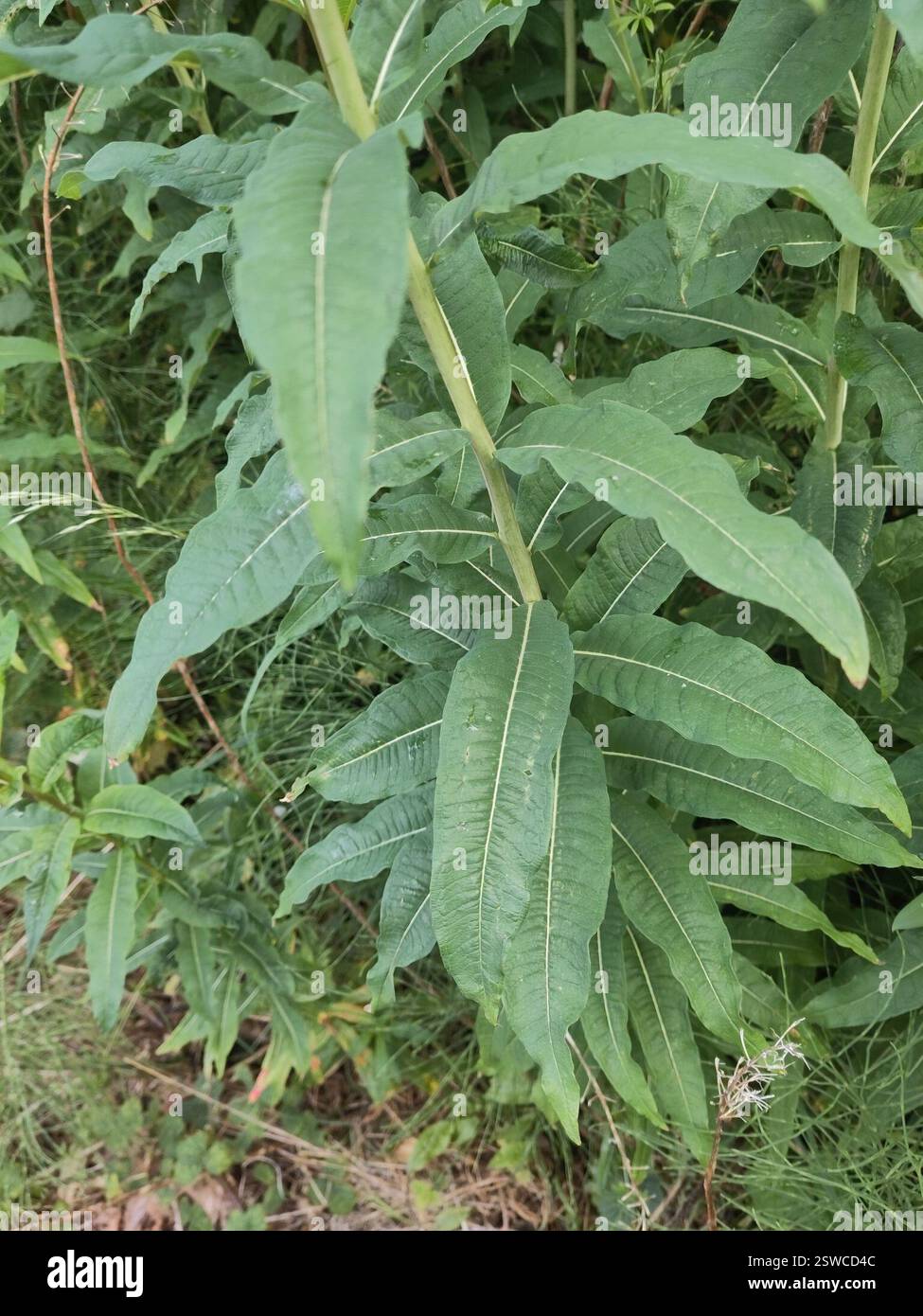 fireweed (Chamaenerion angustifolium), Plantae, IM1 2SH, Isle of Man ...