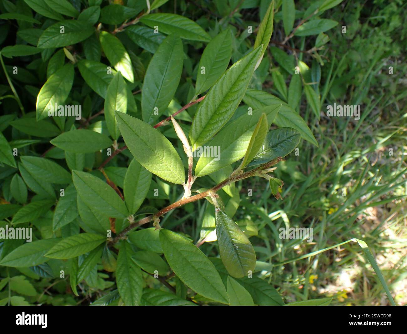 Willow-leaved Cotoneaster (Cotoneaster salicifolius), Plantae, Hampshire, UK, Lifeboat Station ...