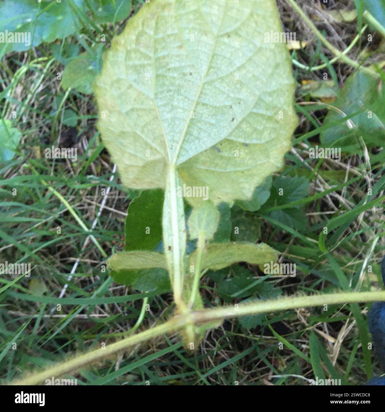 Black-eyed Susan vine (Thunbergia alata), Plantae, Leigh Reserve ...