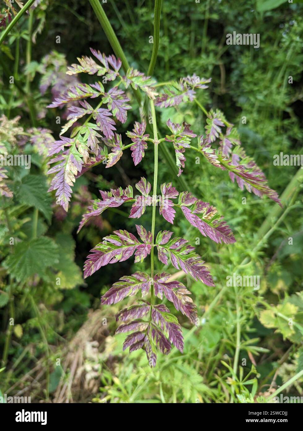 carrot family (Apiaceae), Plantae, Cubert, Newquay TR8 5PY, UK Stock ...