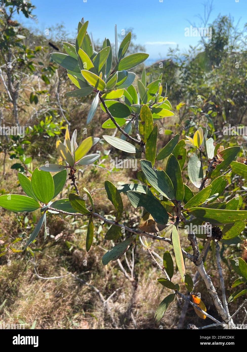 Broad Leaved Tea Tree (Melaleuca viridiflora), Plantae, Mount Stuart Rd ...