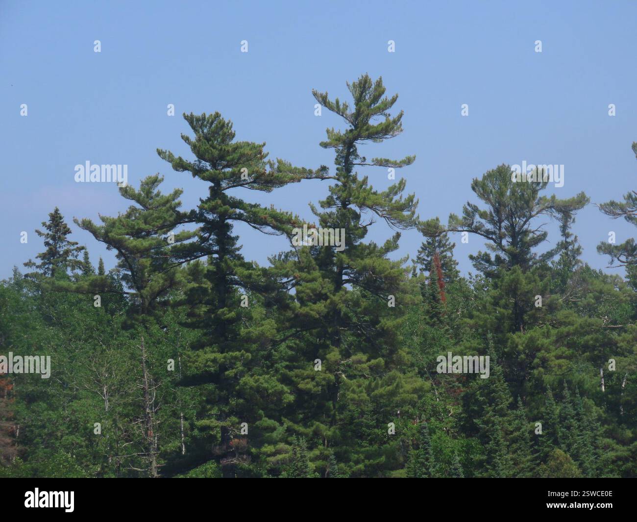 eastern white pine (Pinus strobus), Plantae, Division No. 1, CA-MB, CA ...