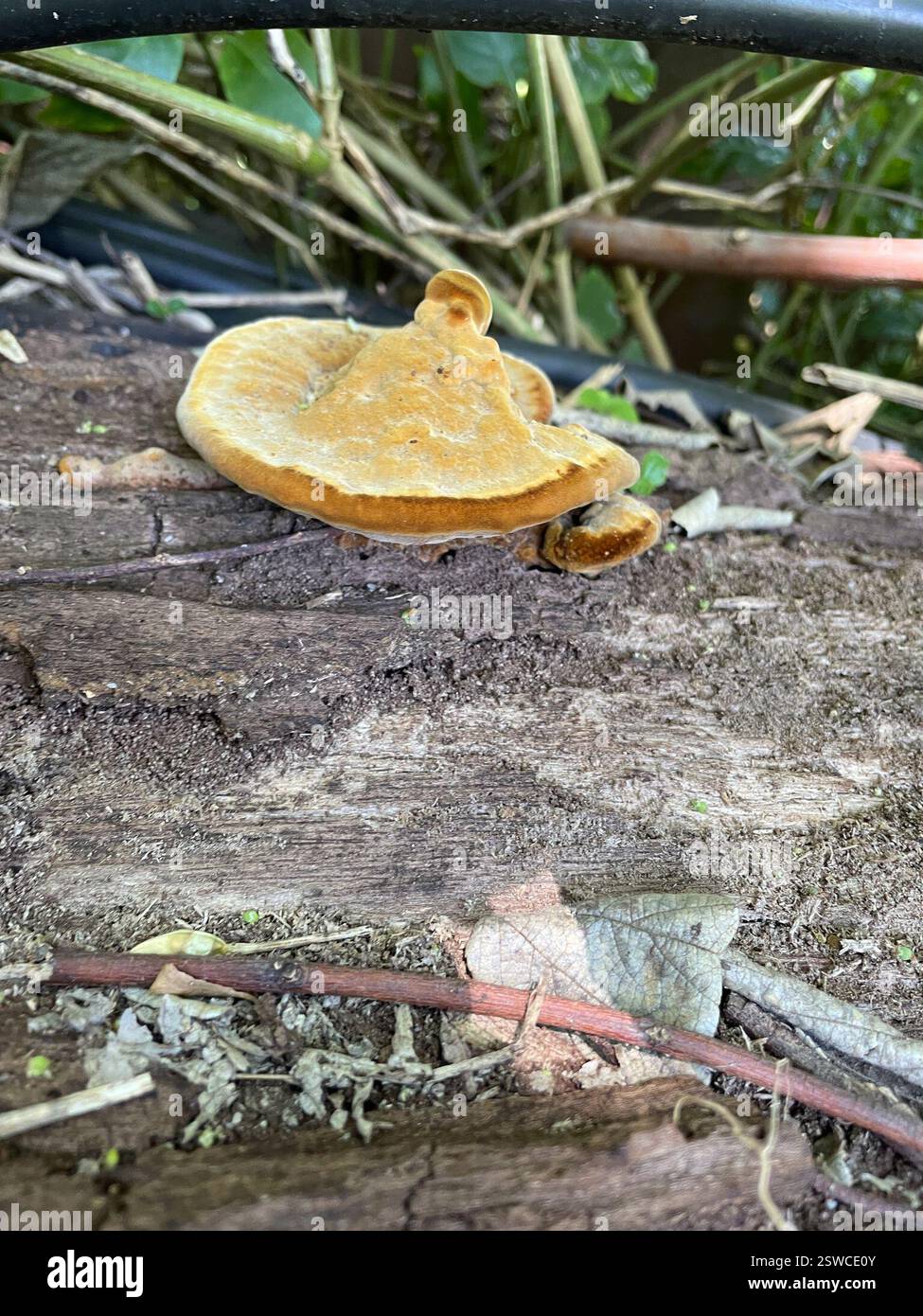 shelf fungi (Polyporales), Fungi, Pahala, HI 96777, USA Stock Photo - Alamy