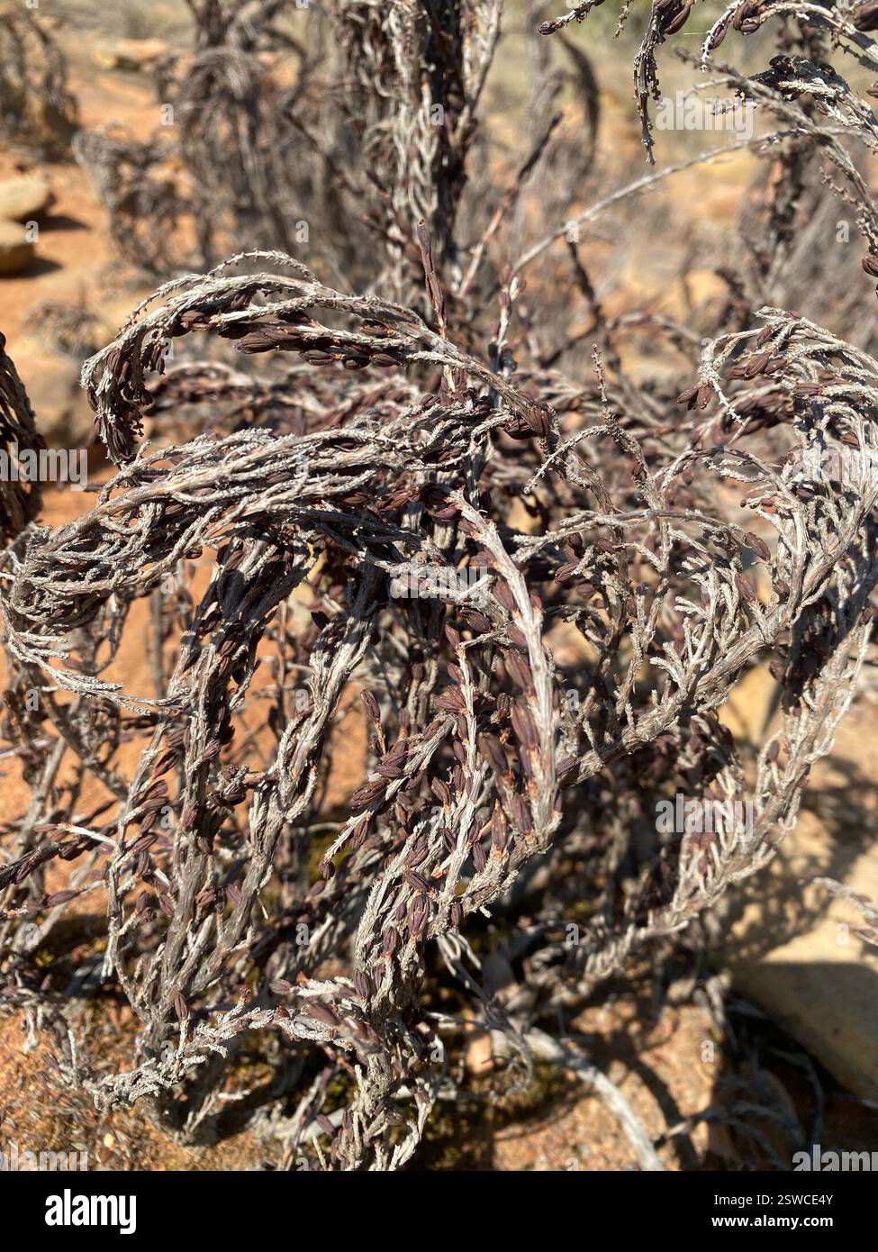 Resurrection Plant (Myrothamnus flabellifolius), Plantae, Lephalale ...