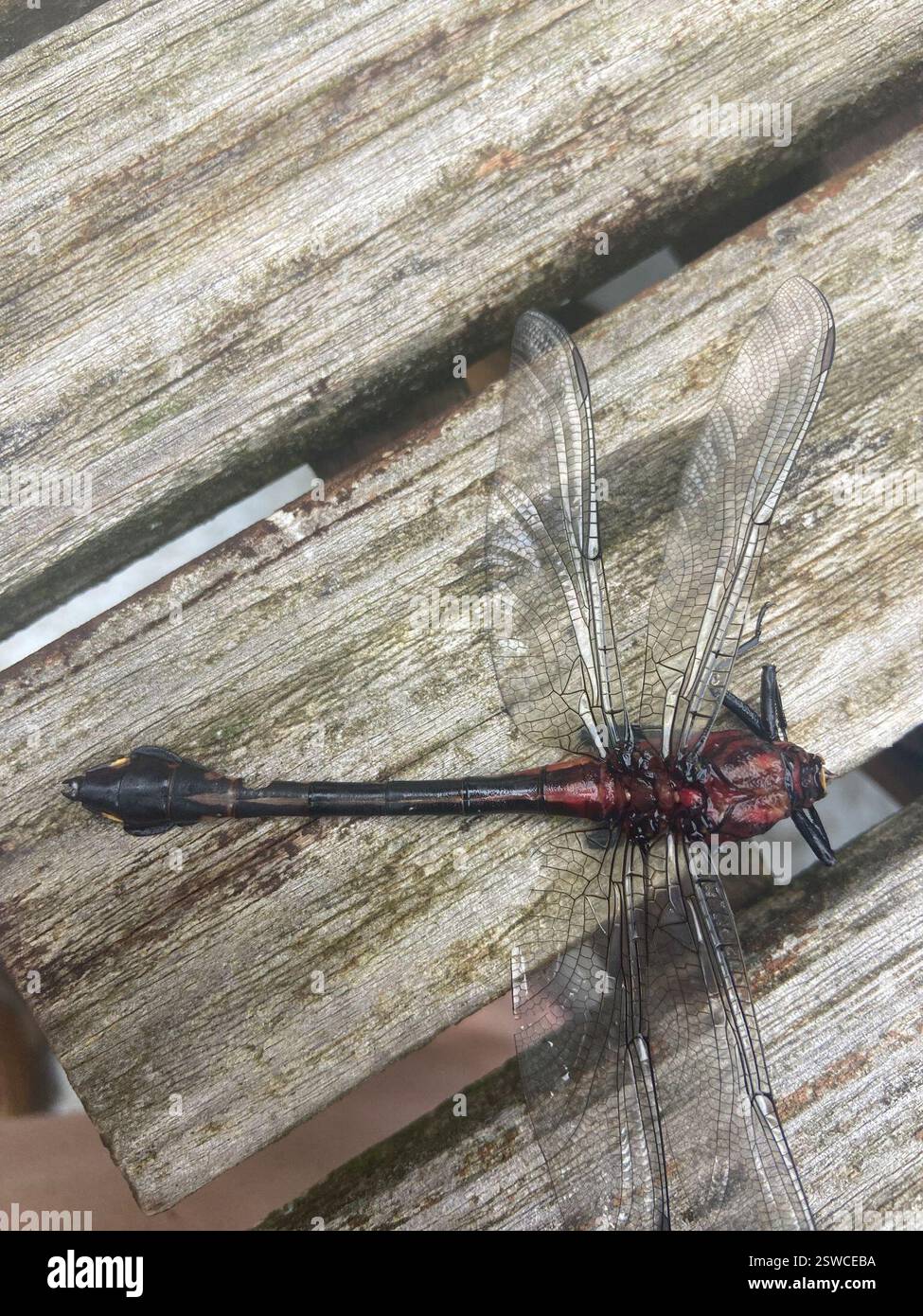 Blackwater Clubtail (Gomphurus dilatatus), Insecta, Trotters Glen Rd ...