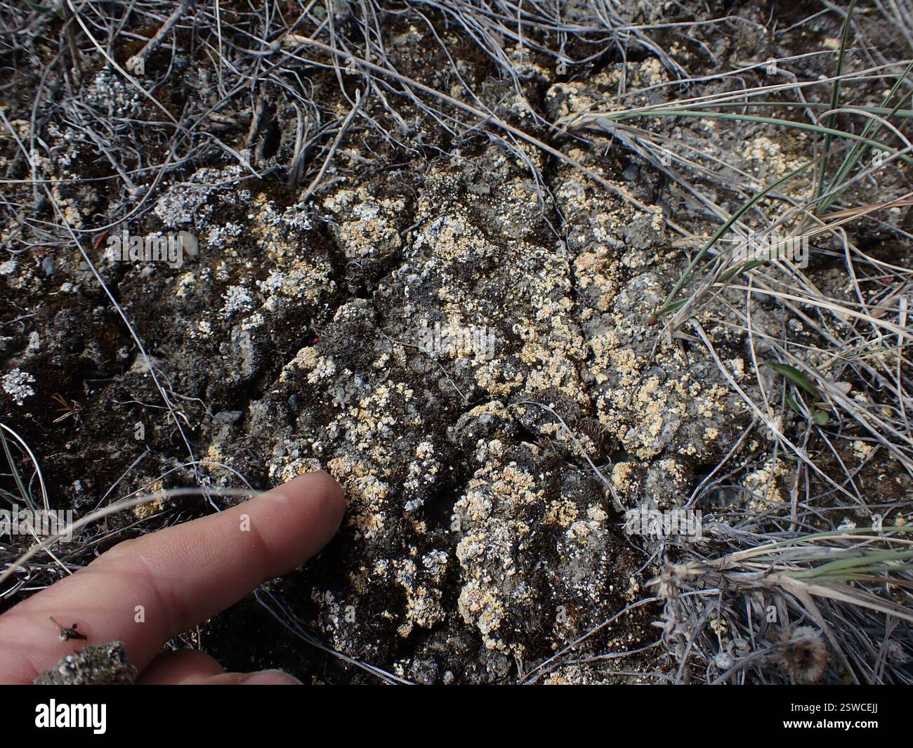 Desert Sulphur Lichen (Gyalolechia desertorum), Fungi, Yukon, Canada ...