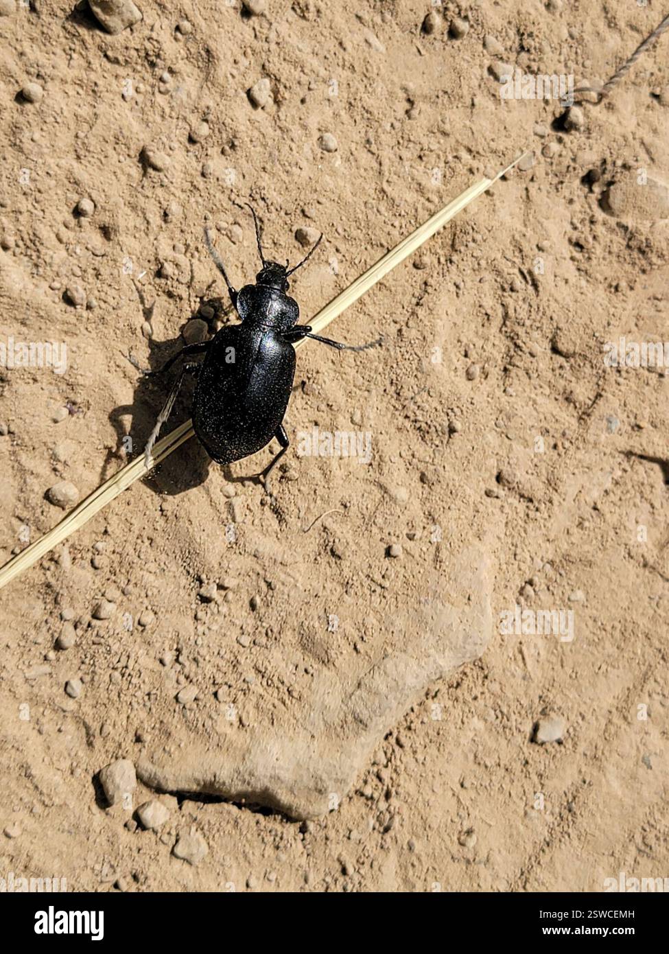 Black Calosoma (Calosoma semilaeve), Insecta, La Honda, CA 94020, USA ...