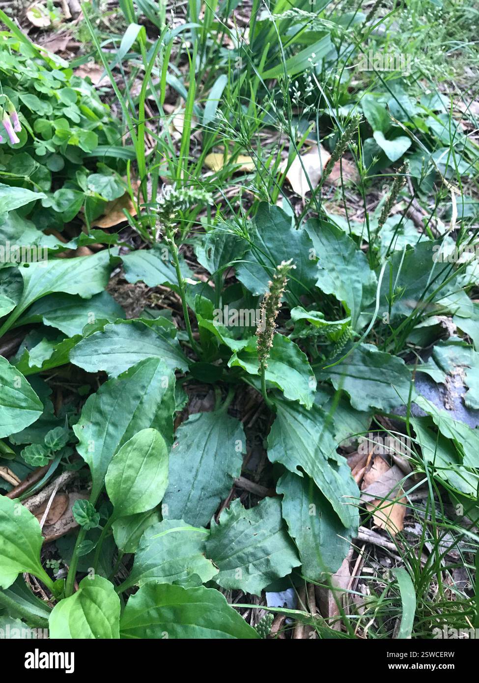 Asian plantain (Plantago asiatica), Plantae, Kamikoshikicho Segami ...