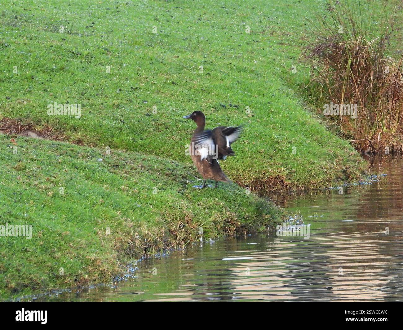 Hardhead (Aythya australis), Aves, Sydney NSW, Australia Stock Photo ...
