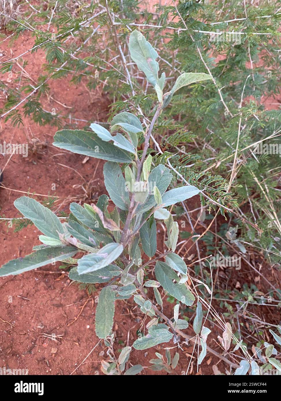 Velvet Raisin (Grewia flava), Plantae, Lephalale Rural, Lephalale, LP ...