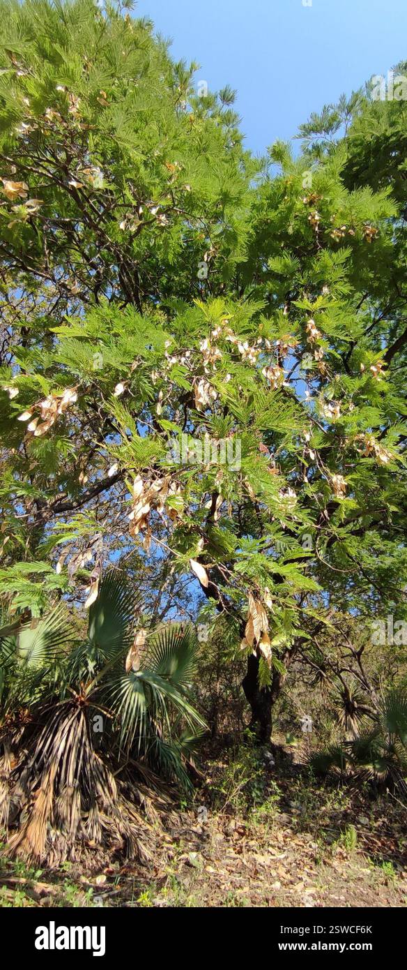 (Lysiloma acapulcense), Plantae, 74386 Pue., México Stock Photo - Alamy