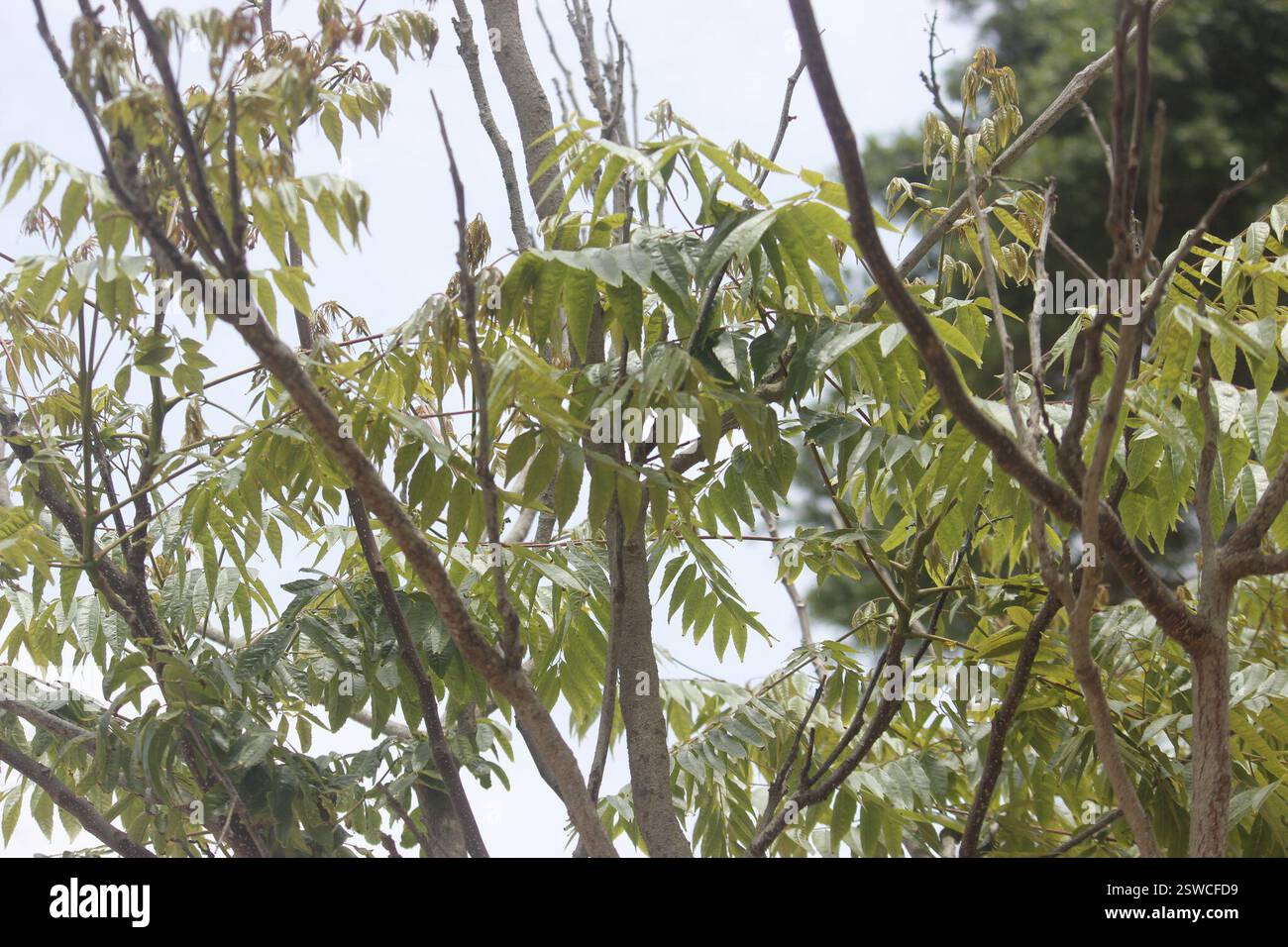 plants (Plantae), Plantae, Parque de las Leyendas, San Miguel, Lima ...