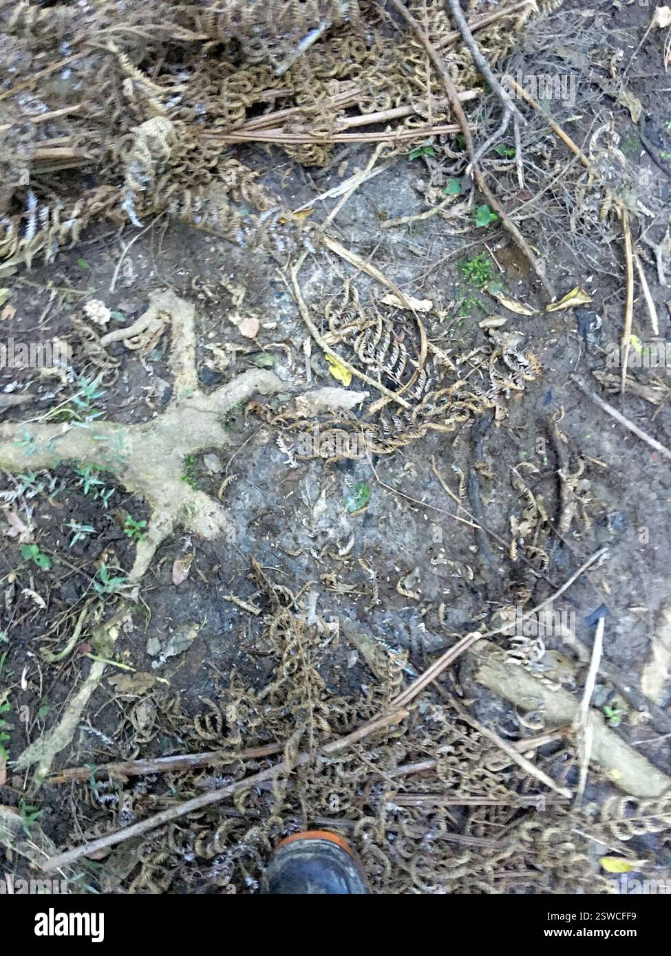 Marble leaf (Carpodetus serratus), Plantae, Kauri Park neighbourhood ...