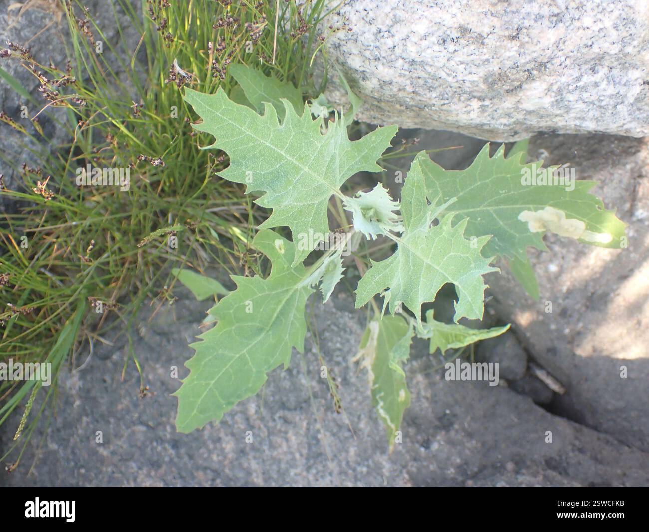 saltbush subfamily (Chenopodioideae), Plantae, Varbla, Pärnu, Estonia ...