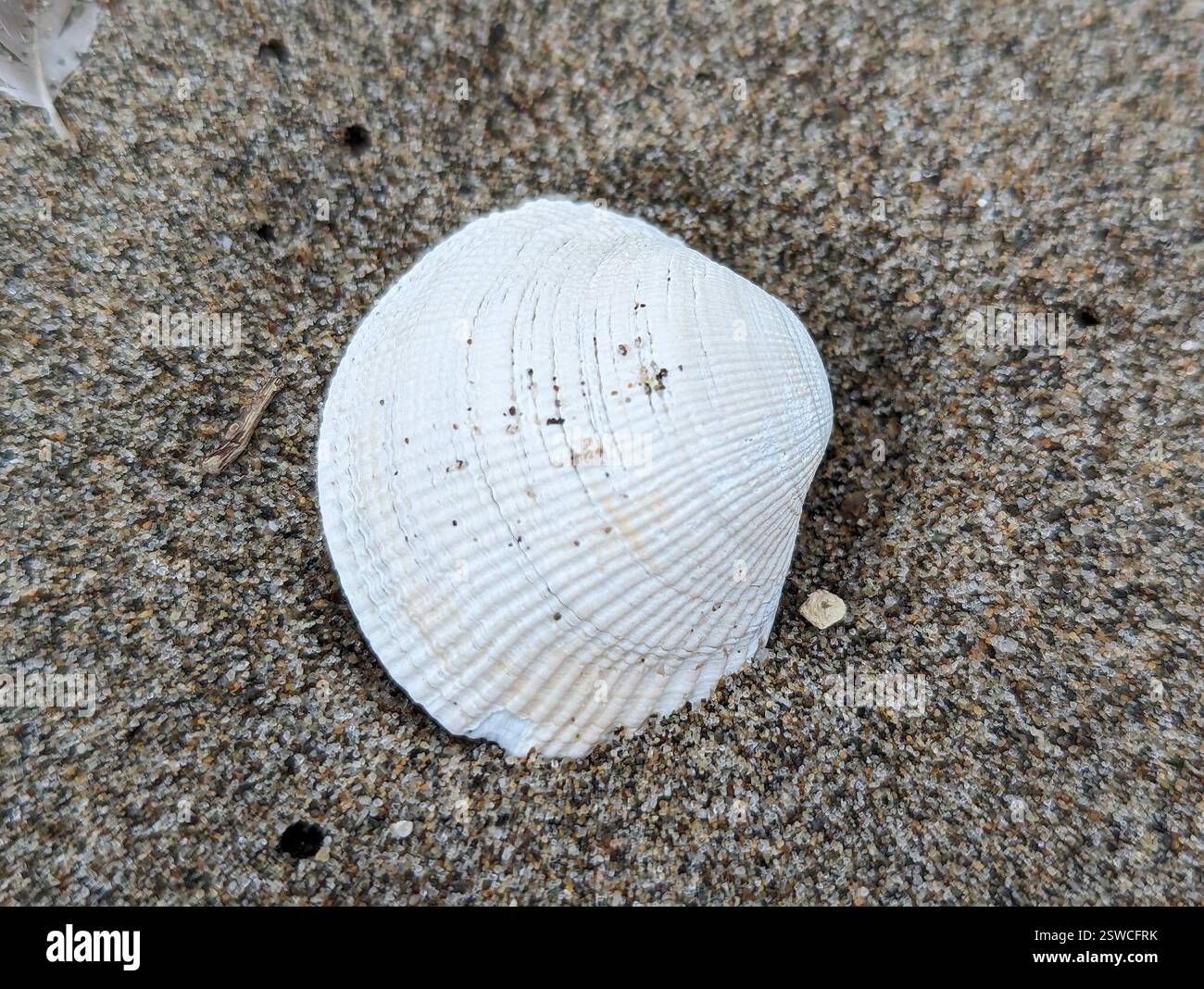 (Leukoma), Mollusca, Westlake, Daly City, CA, USA Stock Photo - Alamy