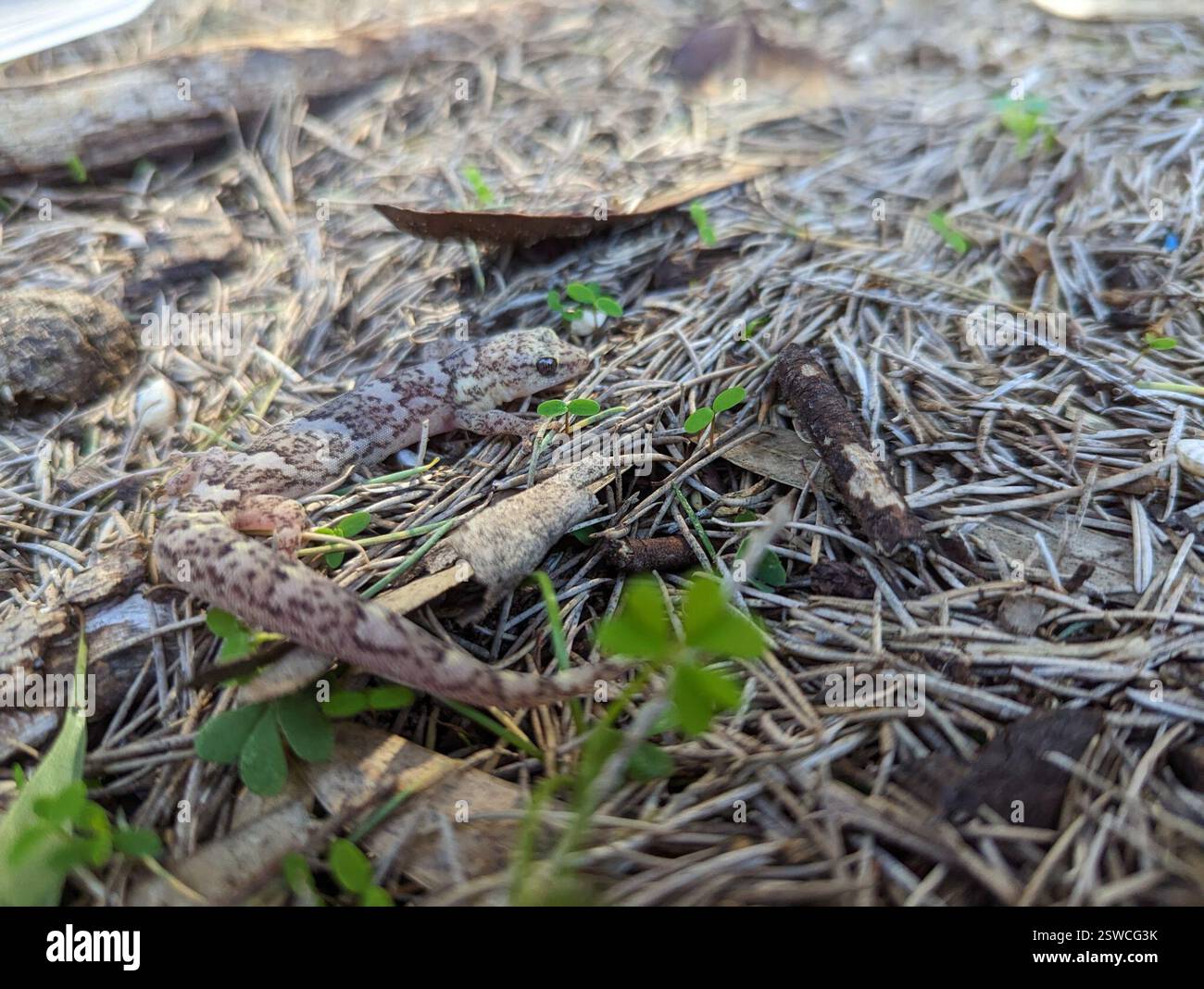 Southern Marbled Gecko (Christinus marmoratus), Reptilia, Western ...