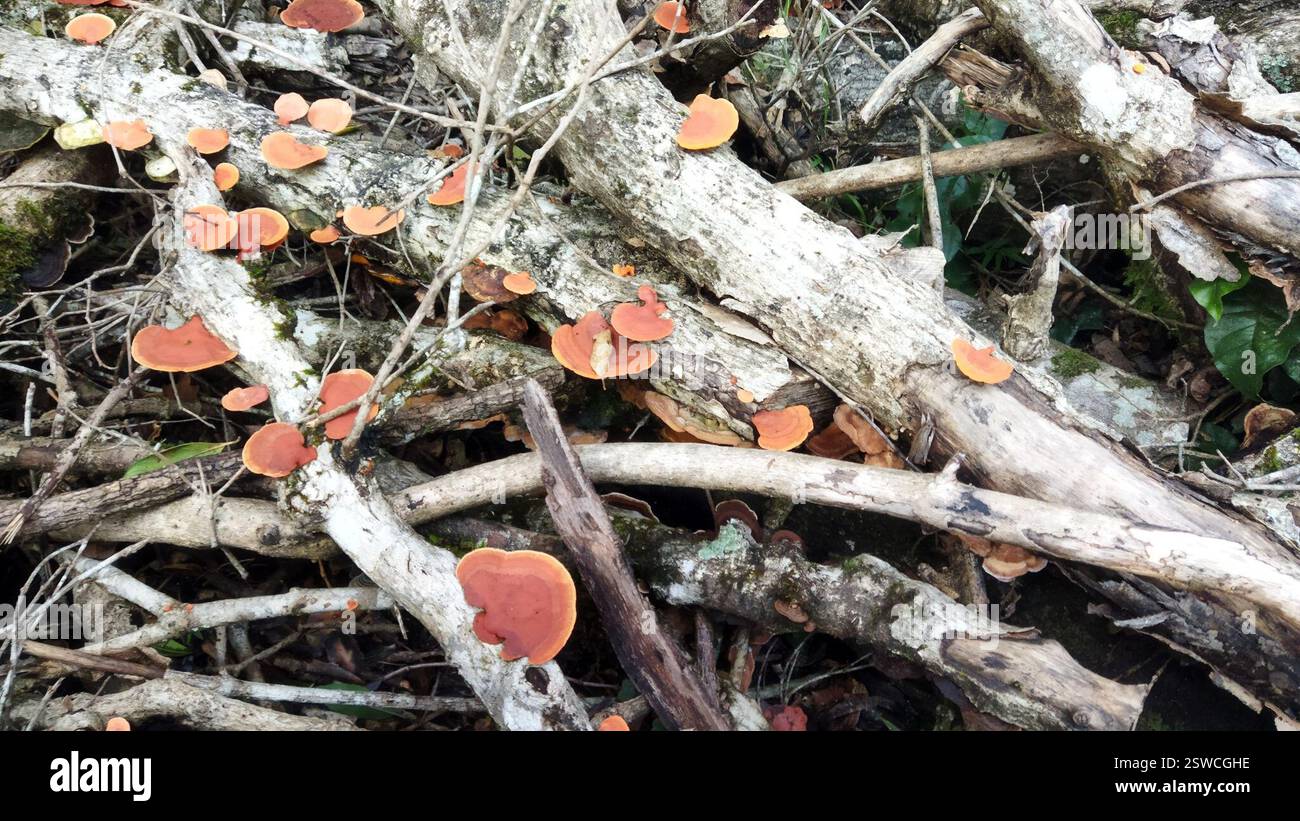 Cinnabar Bracket (Trametes sanguinea), Fungi, Woodville Big Tree trail ...