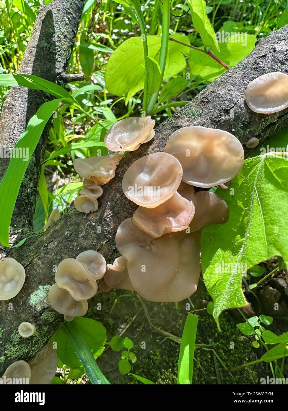 Jelly Tree Ear (Auricularia americana), Fungi, Forest City, MO, US ...