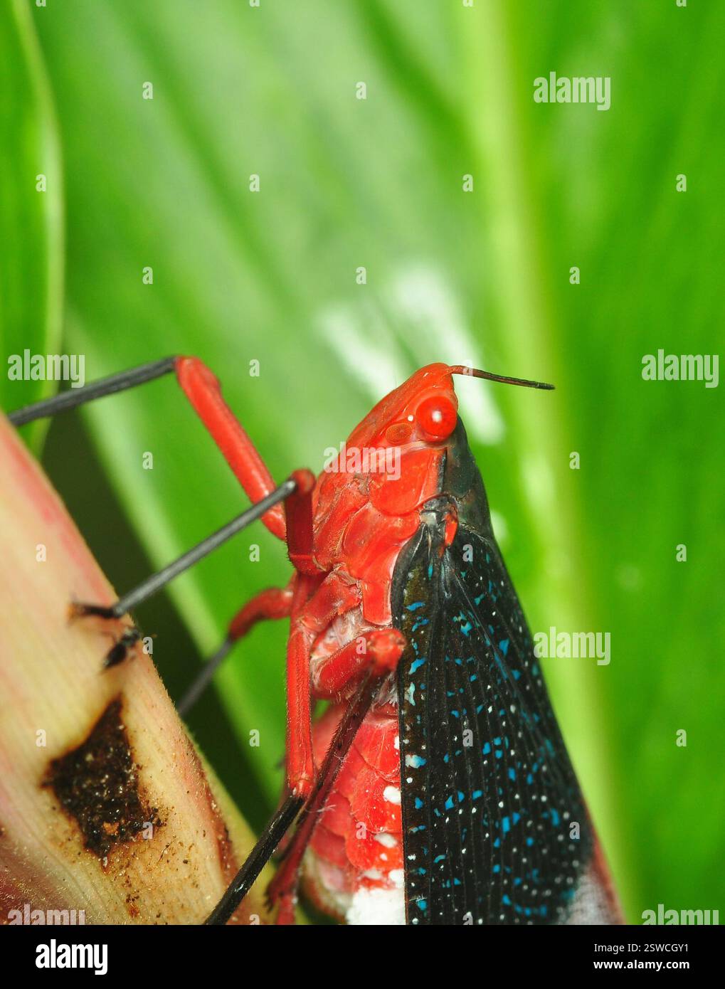 (Kalidasa albiflos), Insecta, Kakkulissery, Kerala, India Stock Photo ...