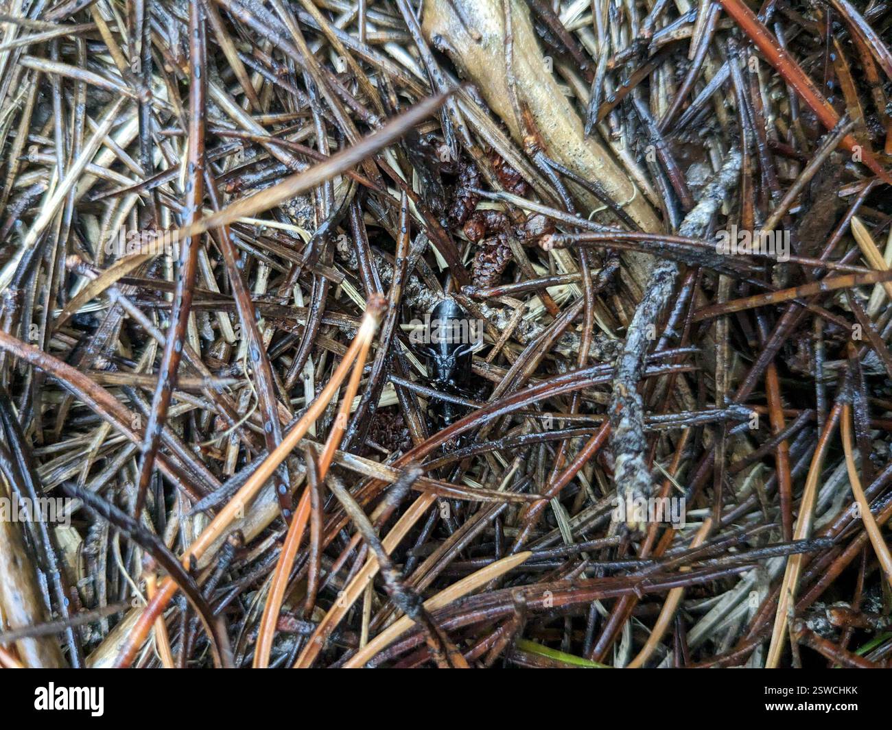 Rain Beetle (Pterostichus melanarius), Insecta, Cypress County, AB ...
