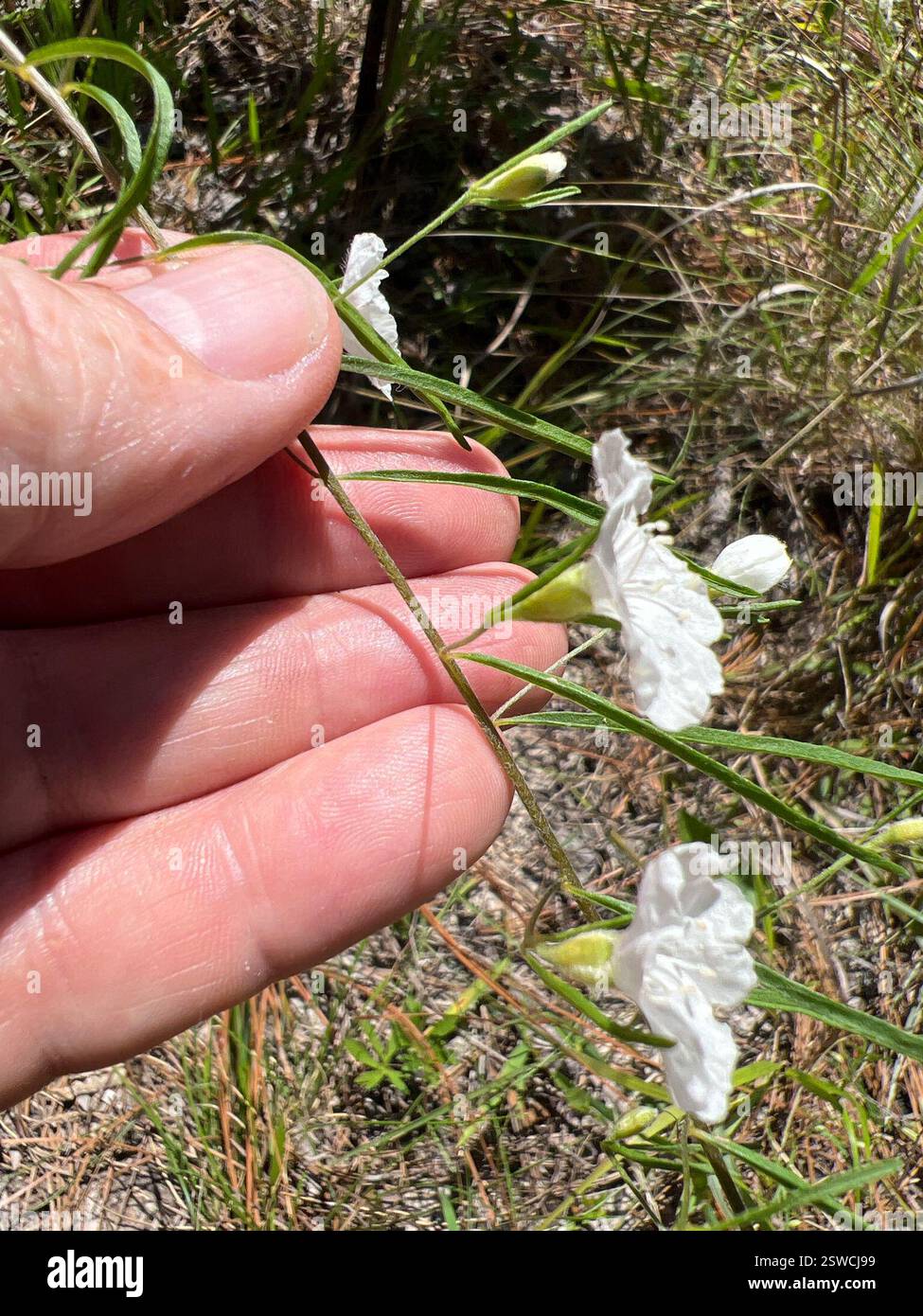 southeastern Pickering's dawnflower (Stylisma pickeringii pickeringii ...