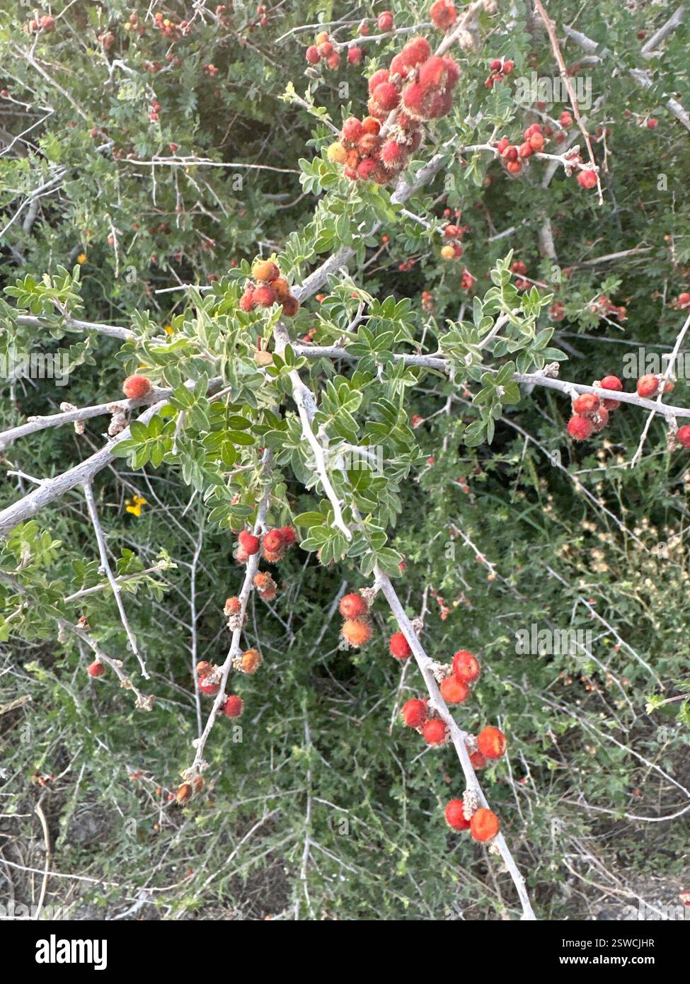 little leaf sumac (Rhus microphylla), Plantae, Cherry Creek Rd, Fort ...