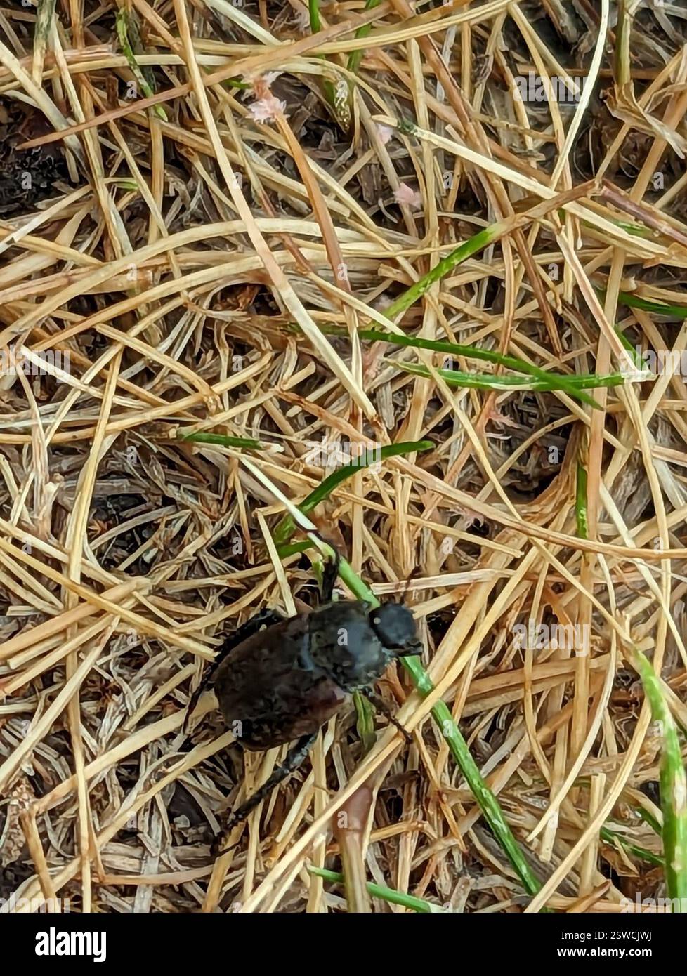 Welsh Chafer (Hoplia philanthus), Insecta, R22, Birmingham B15 2GG, UK ...