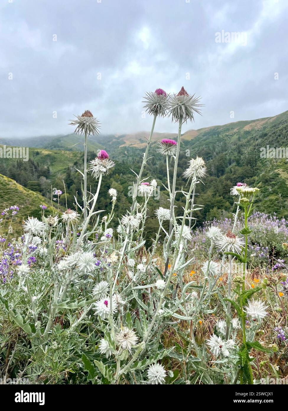 snowy thistle (Cirsium occidentale candidissimum), Plantae, Garrapata ...
