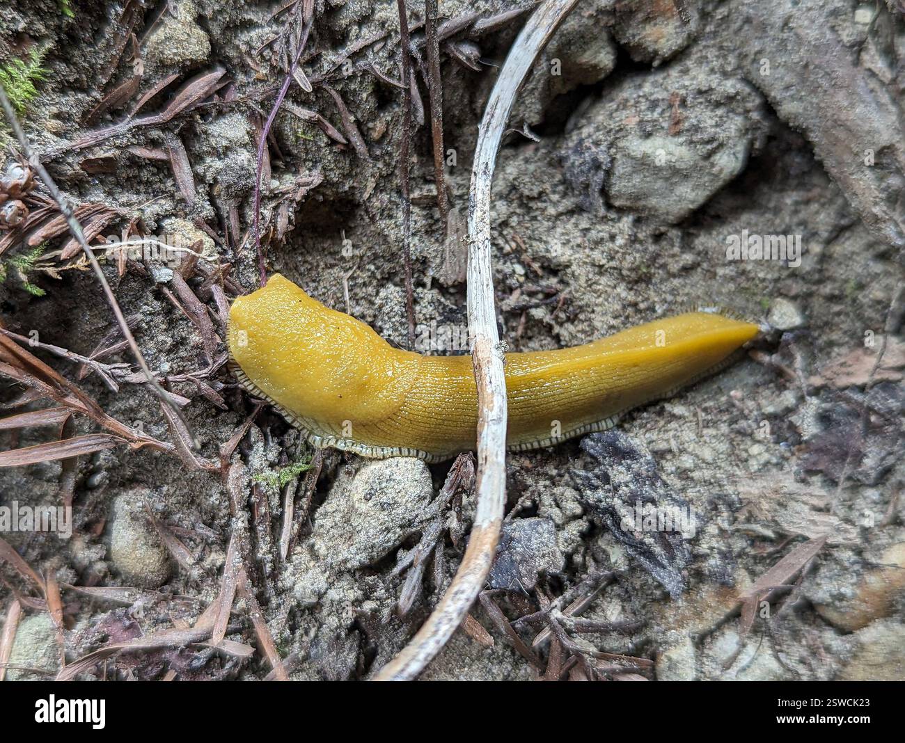 Slender Banana Slug (Ariolimax dolichophallus), Mollusca, Santa Cruz ...