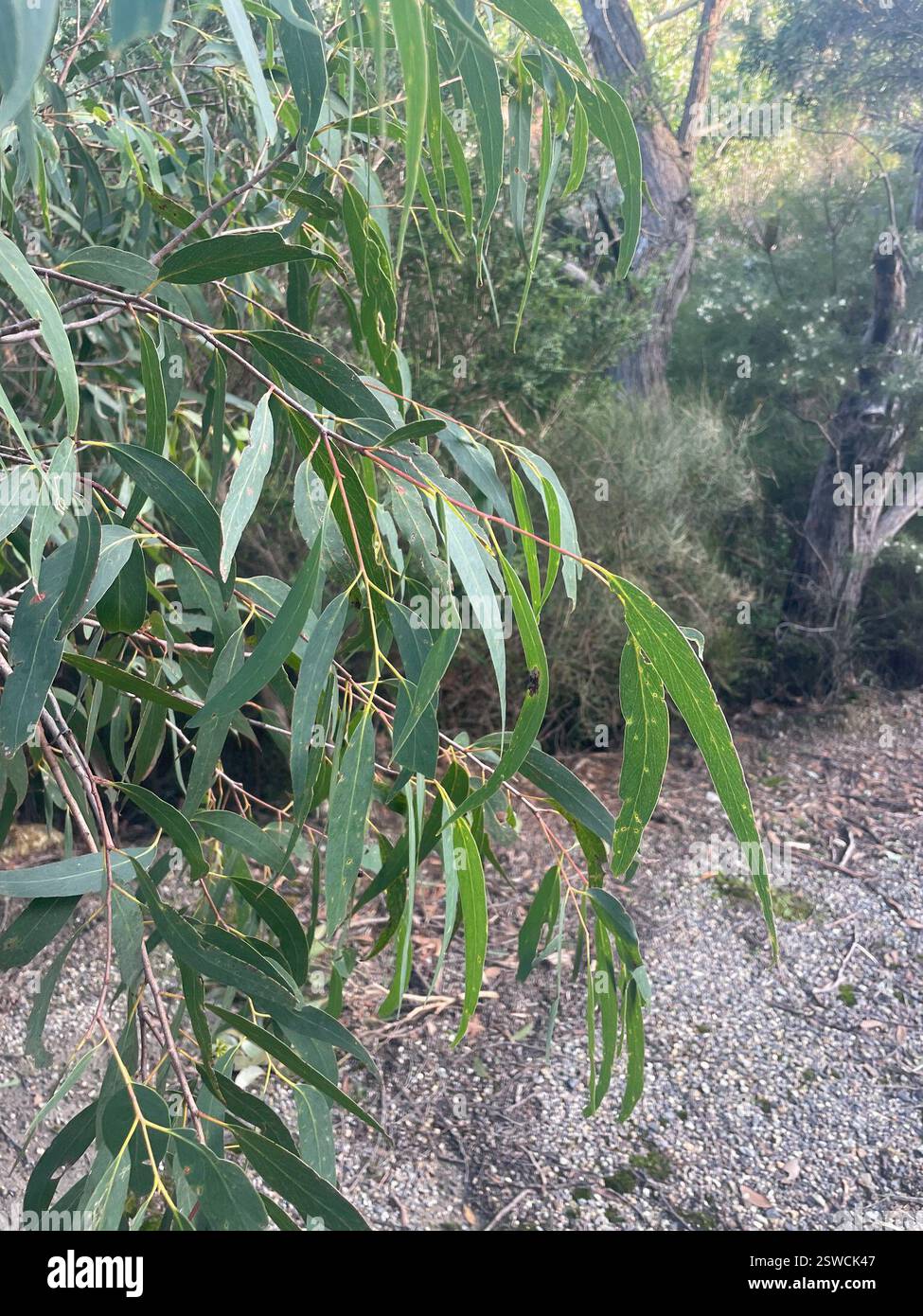 narrow-leaf peppermint gum (Eucalyptus radiata), Plantae, Wilsons ...