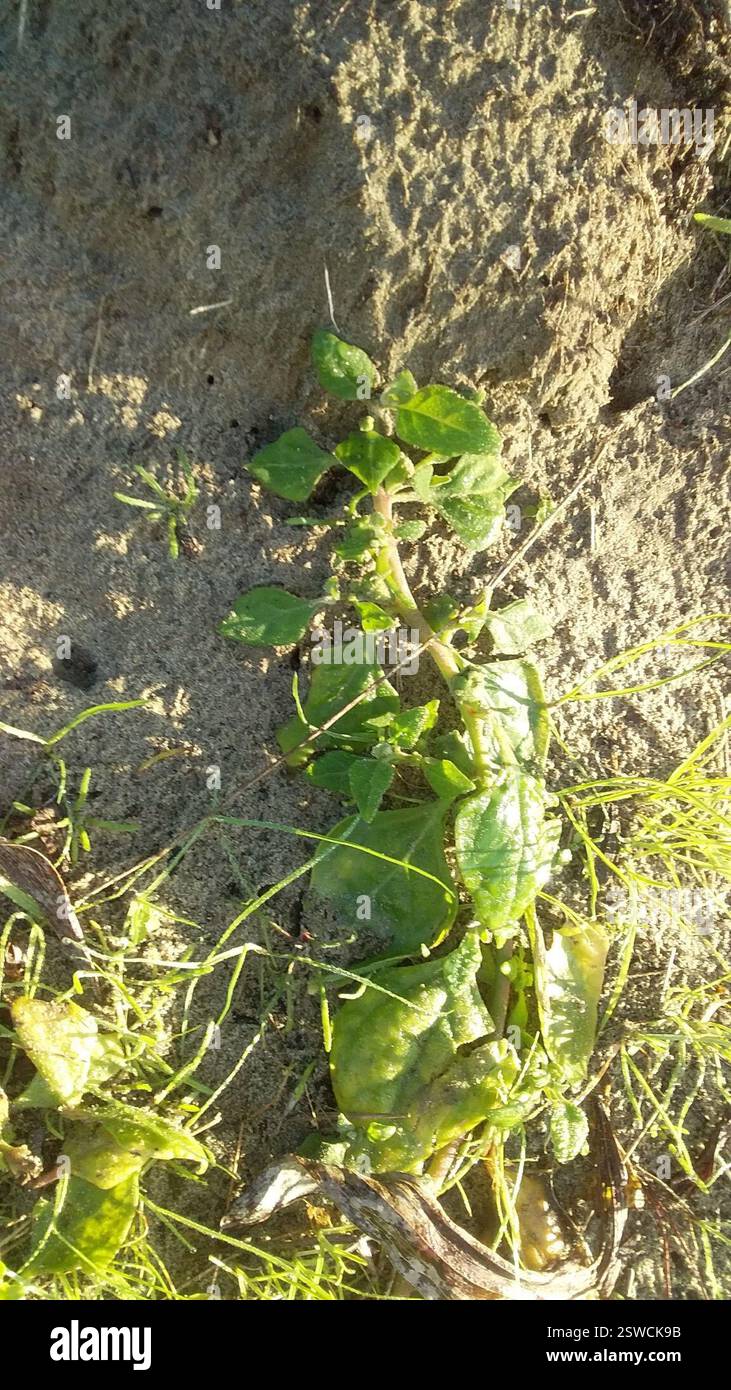 Beach Spinach (Tetragonia trigyna), Plantae, Tāhunanui, Nelson 7011 ...