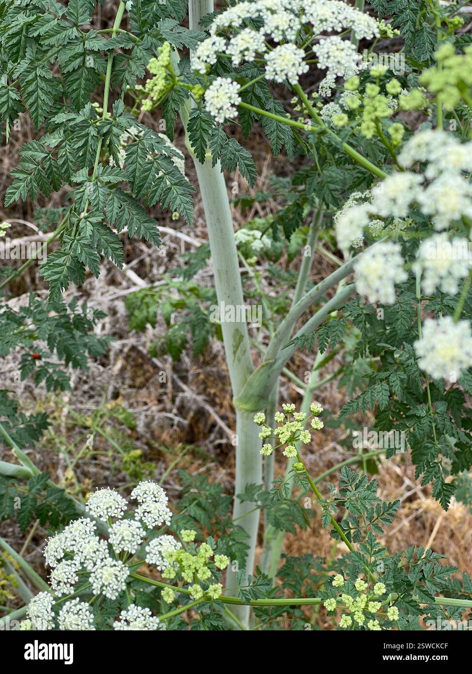 poison hemlock (Conium maculatum), Plantae, Umatilla County, OR, USA, 6 ...