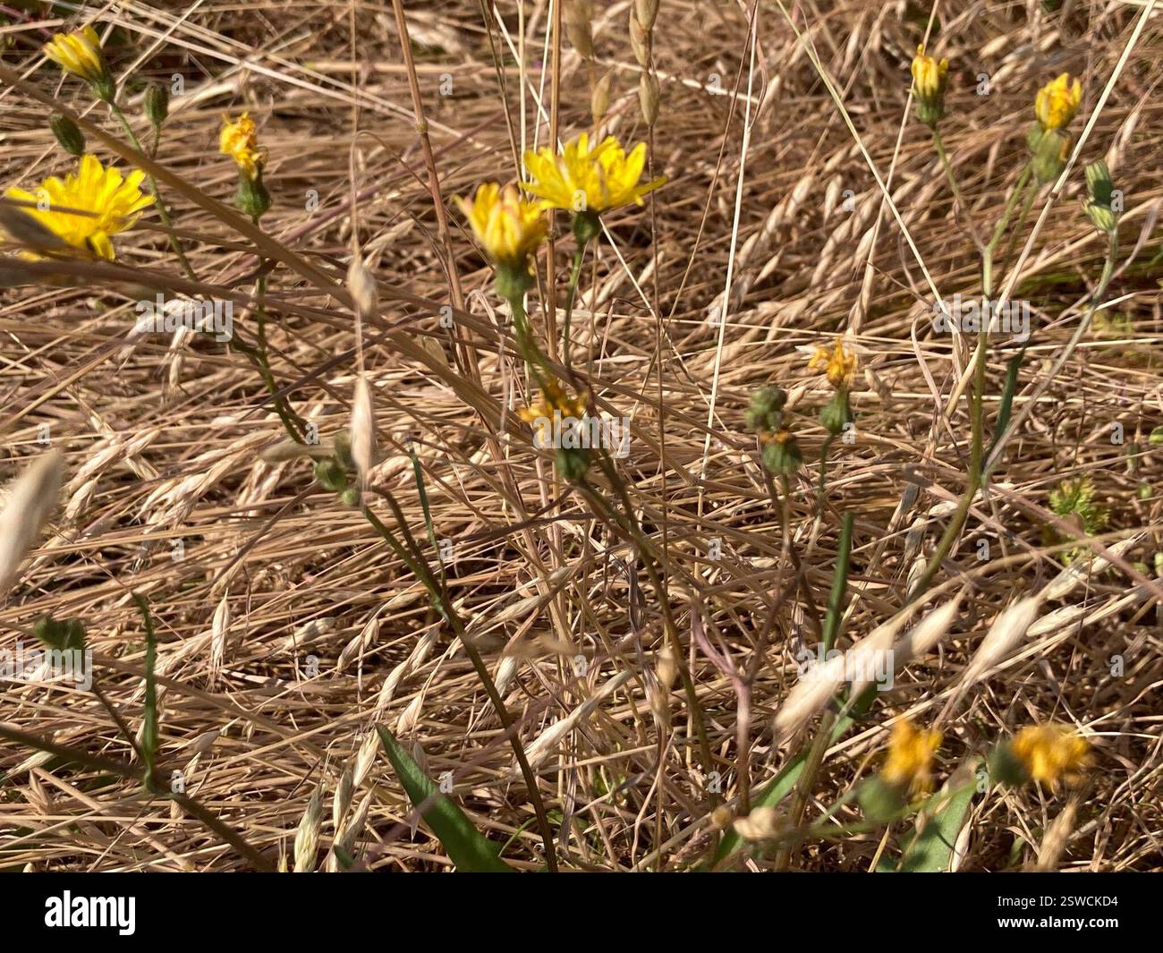 Smooth hawksbeard (Crepis capillaris), Plantae, Lytchett Minster and ...