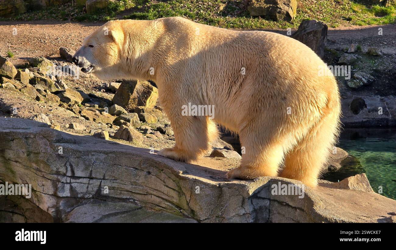 A majestic grizzly bear is exploring rocky terrain while wandering ...